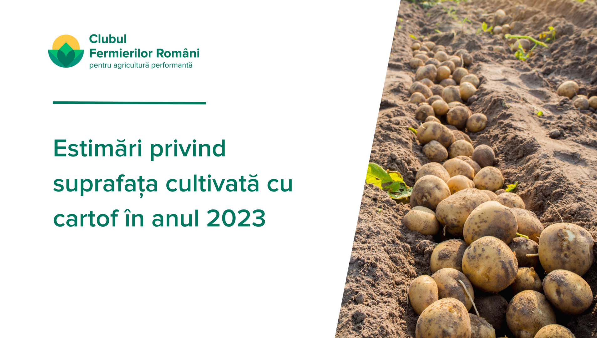 Scrisoare MADR. Estimări privind suprafața cultivată cu cartof în anul 2023
